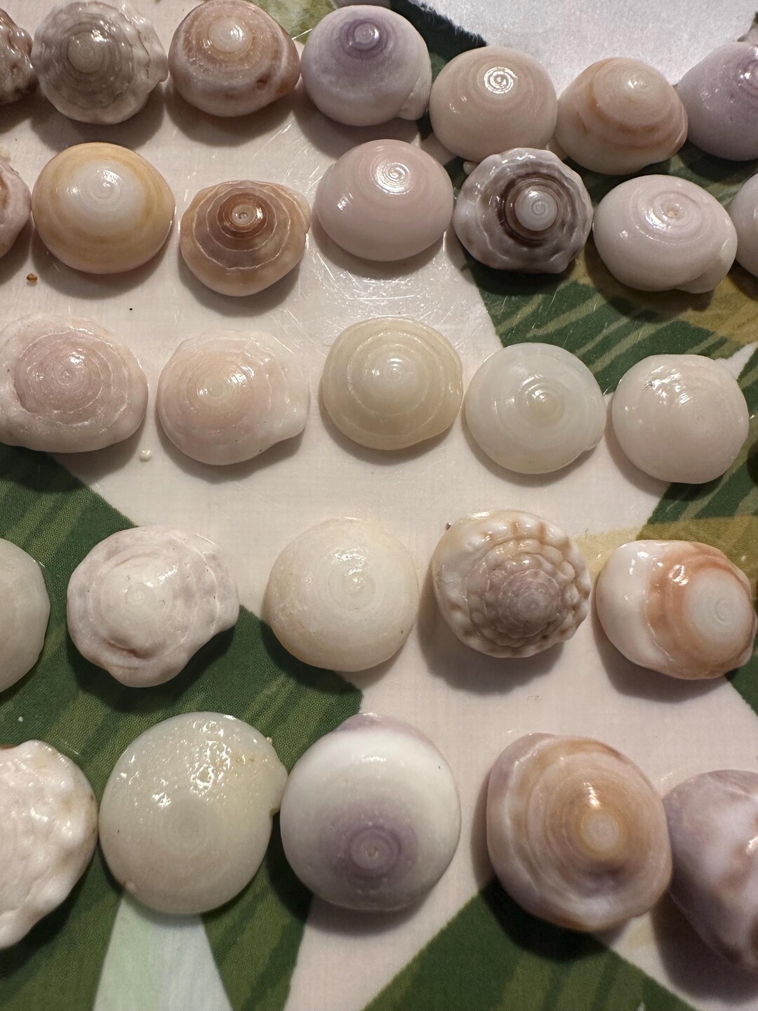 50 Small Hawaiian Puka Shells Handpicked From Oahu’s North Shore for ...