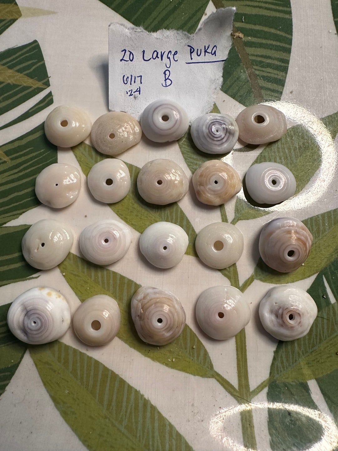 Large Hawaiian Puka Shells With Natural Puka Handpicked From Oahu North ...