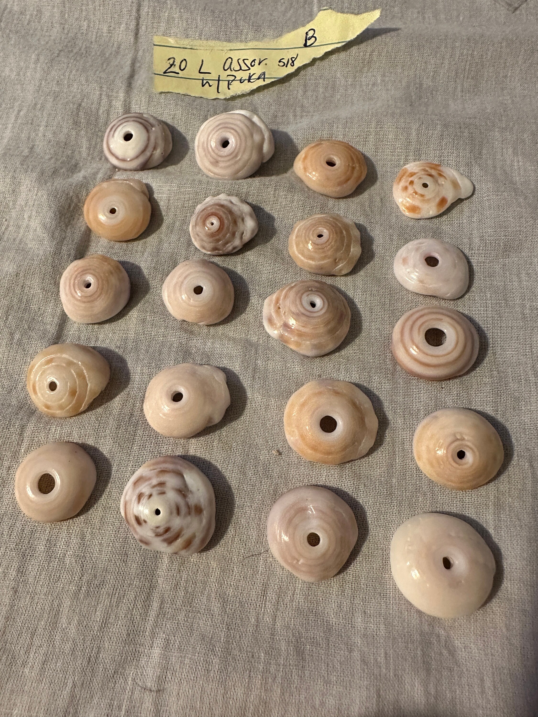 Large Hawaiian Puka Shells With Puka 20 Pack - Etsy