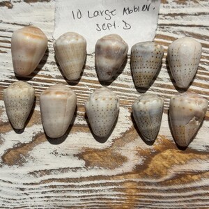 Large Hawaiian Cone Shells Abbreviated Cone Golden Yellow Cat Cone ...