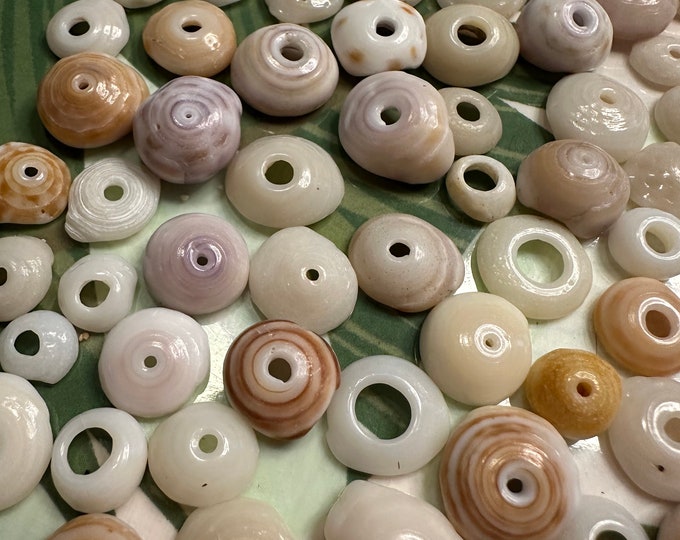 Small Hawaiian Puka Shells Handpicked From Hawaii Beaches for Charms ...