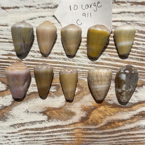 Large Hawaiian Cone Shells Handpicked Natural Authentic Hawaiian Shells ...