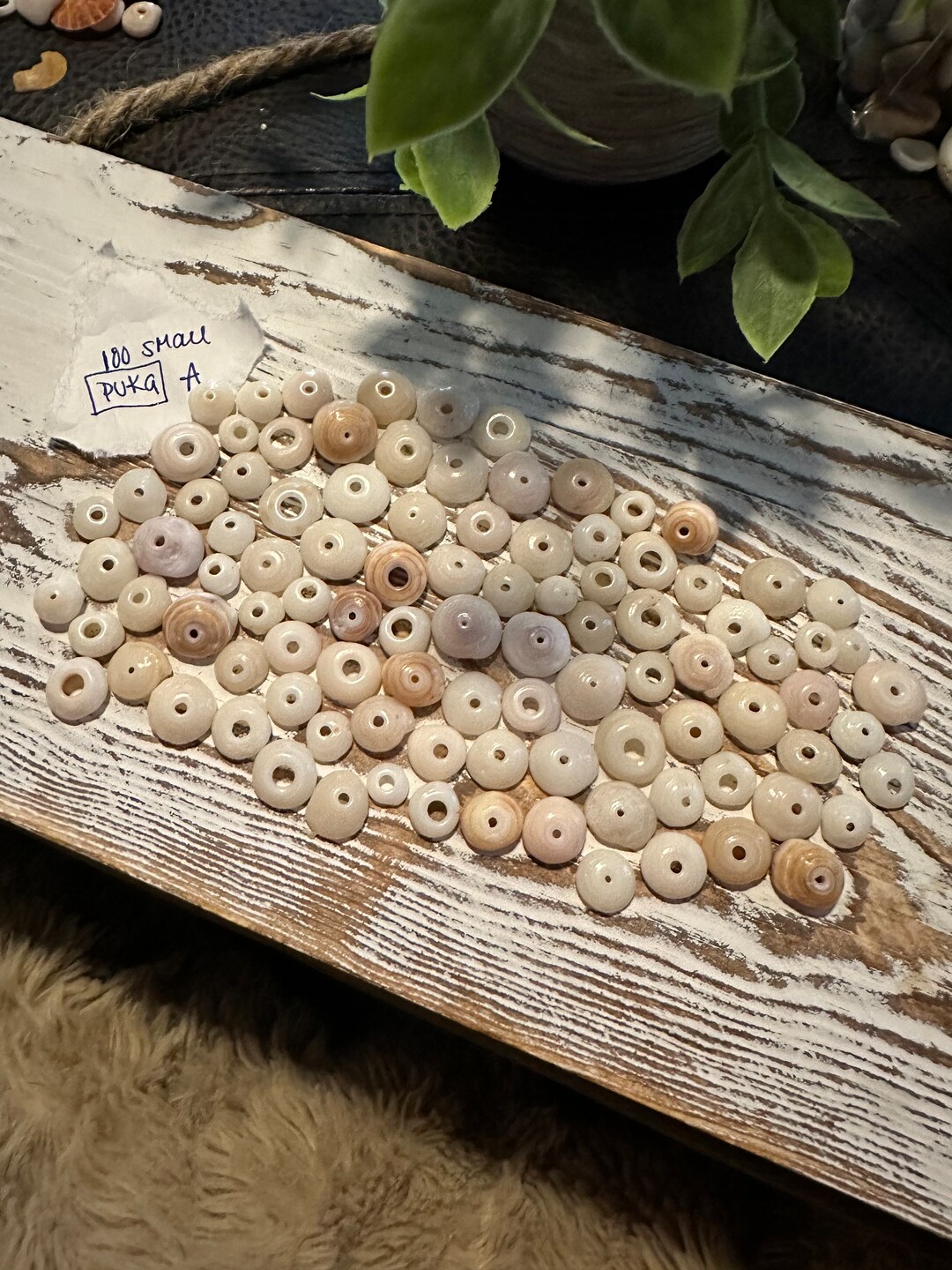 100 Small Hawaiian Puka Shells WITH Puka - Etsy