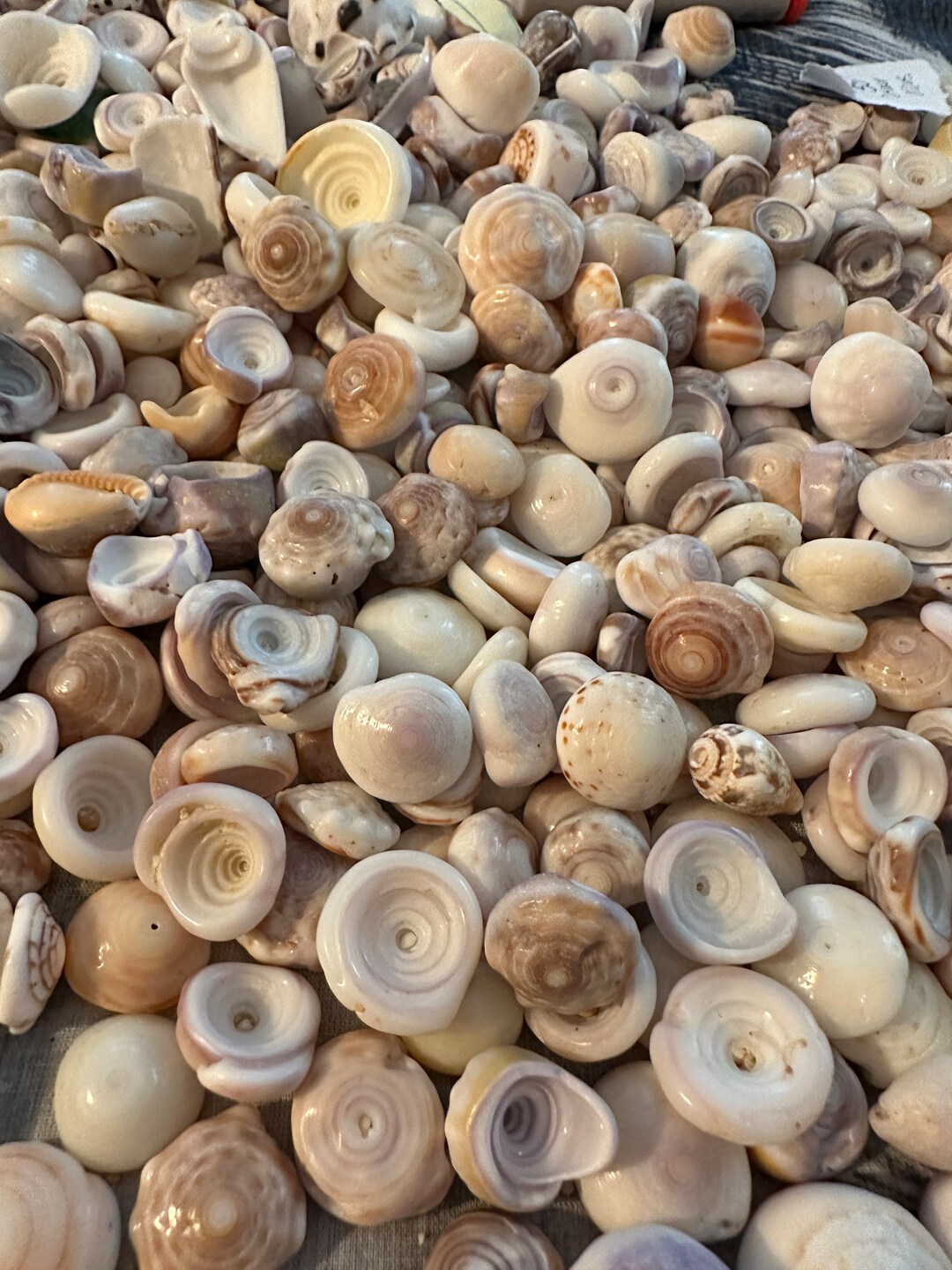 100 Small Hawaiian Puka Shells Handpicked Oahu North Shore for Jewelry ...