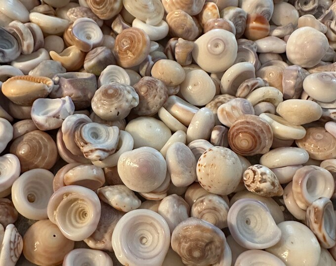 100 Small Hawaiian Puka Shells Handpicked Oahu North Shore for Jewelry ...