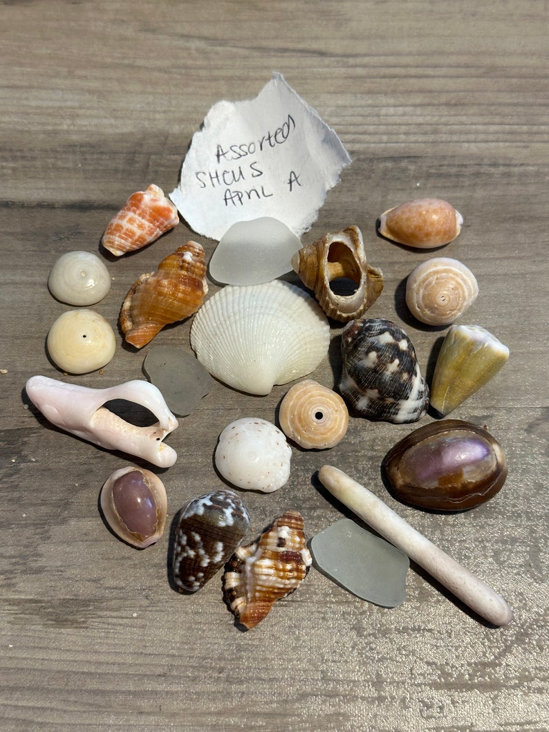 Assorted Hawaiian Shells and Sea Glass - Etsy