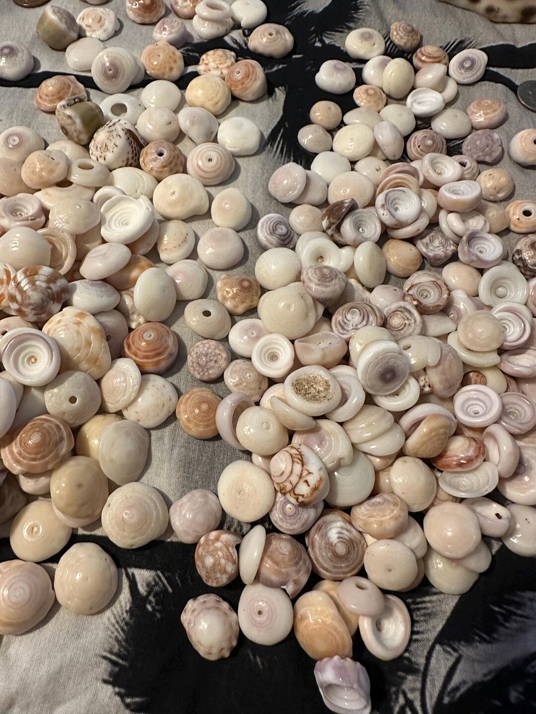 50 Medium Sized Hawaiian Puka Shells With Puka for Jewelry Making ...