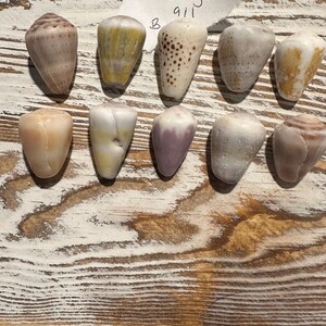 Large Hawaiian Cone Shells Handpicked Natural Authentic Hawaiian Shells ...