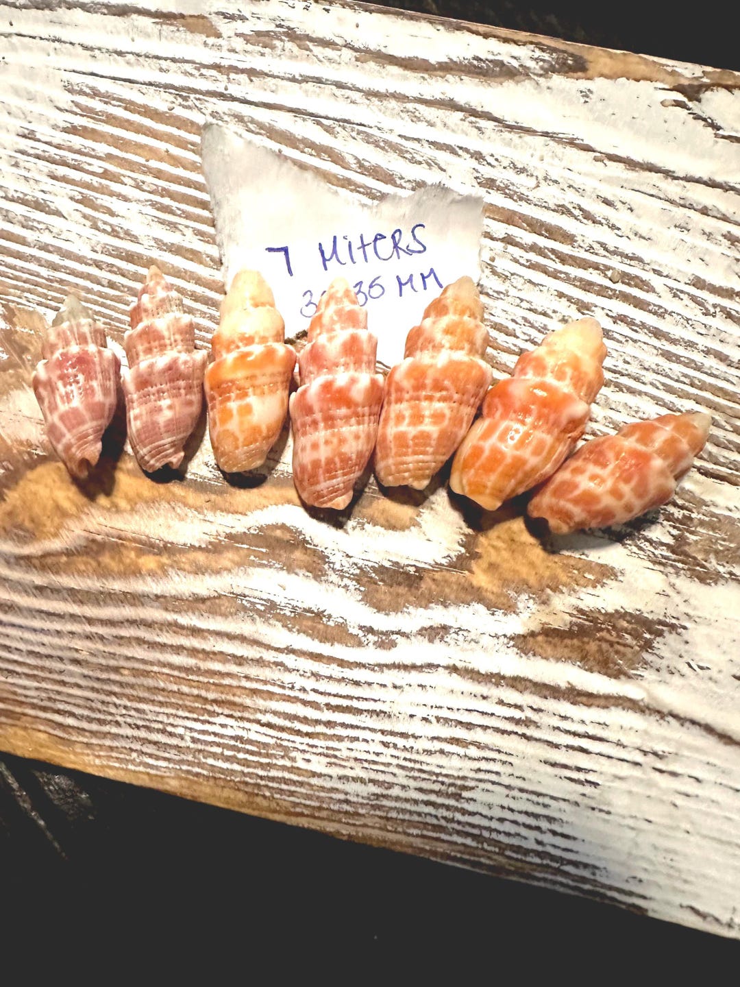 Hawaiian Miter Shells Handpicked From Oahu Beaches for Jewelry Making ...