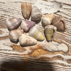 Large Hawaiian Cone Shells Handpicked Natural Authentic Hawaiian Shells ...
