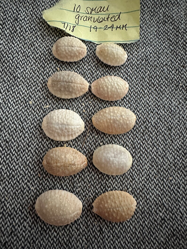 Granulated RARE Cowries Handpicked From Hawaii Beach Hawaiian Shells ...
