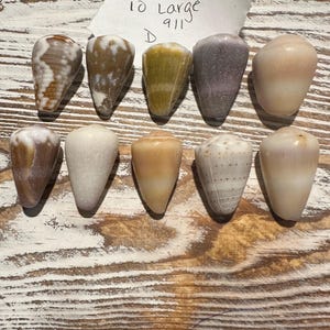 Large Hawaiian Cone Shells Handpicked Natural Authentic Hawaiian Shells ...