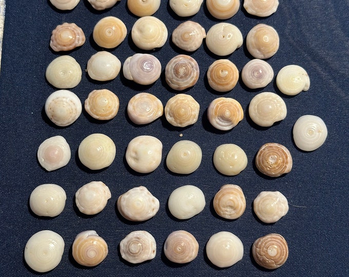 50 Medium Sized Hawaiian Puka Shells Authentic Handpicked From Oahu’s ...