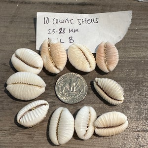 RARE Granulated Hawaii Cowrie Shells Handpicked From Oahu I Beautiful ...