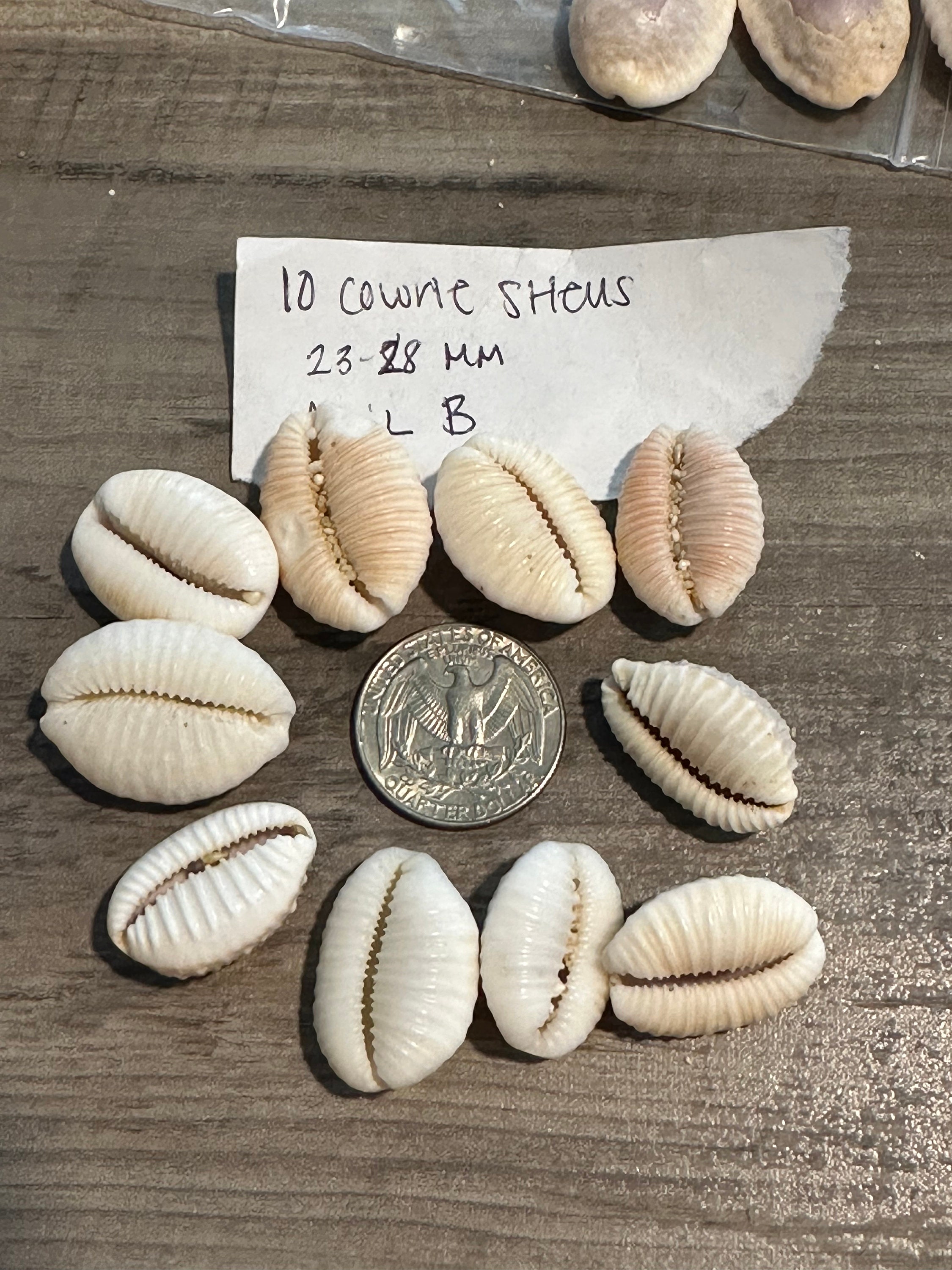 Granulated RARE Hawaii Cowrie Shells - Etsy Australia