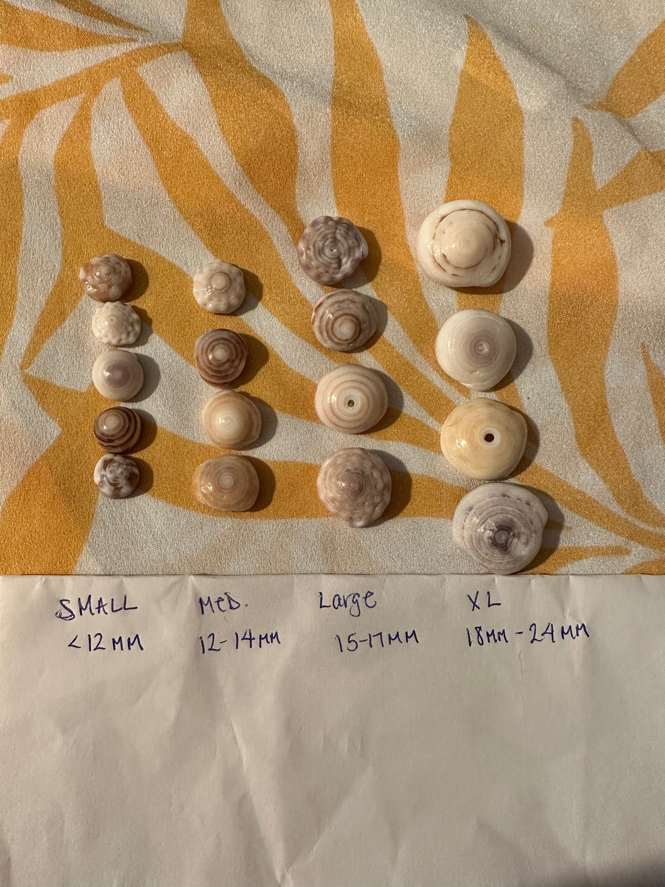 Large Hawaiian Puka Shells With Puka 20 Pack - Etsy