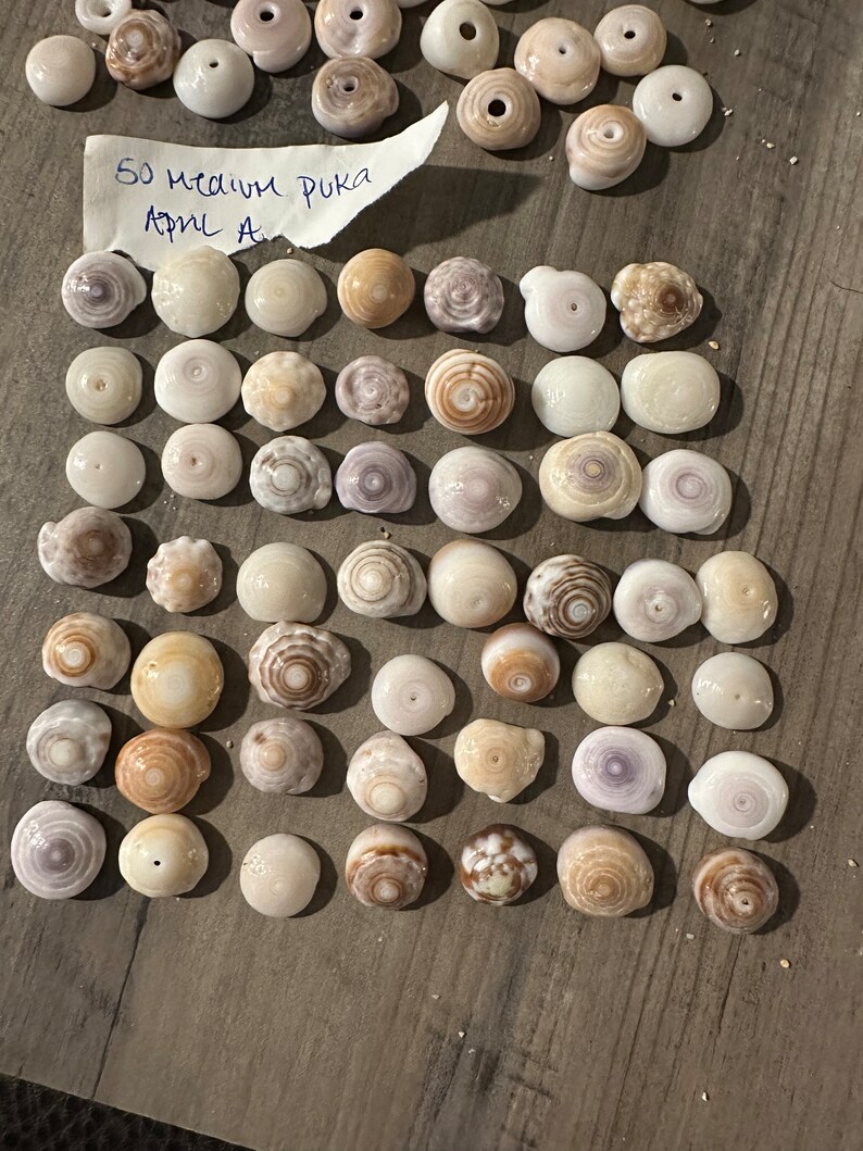 Beautiful Medium Hawaiian Puka Shells Handpicked From Oahu for Jewelry ...