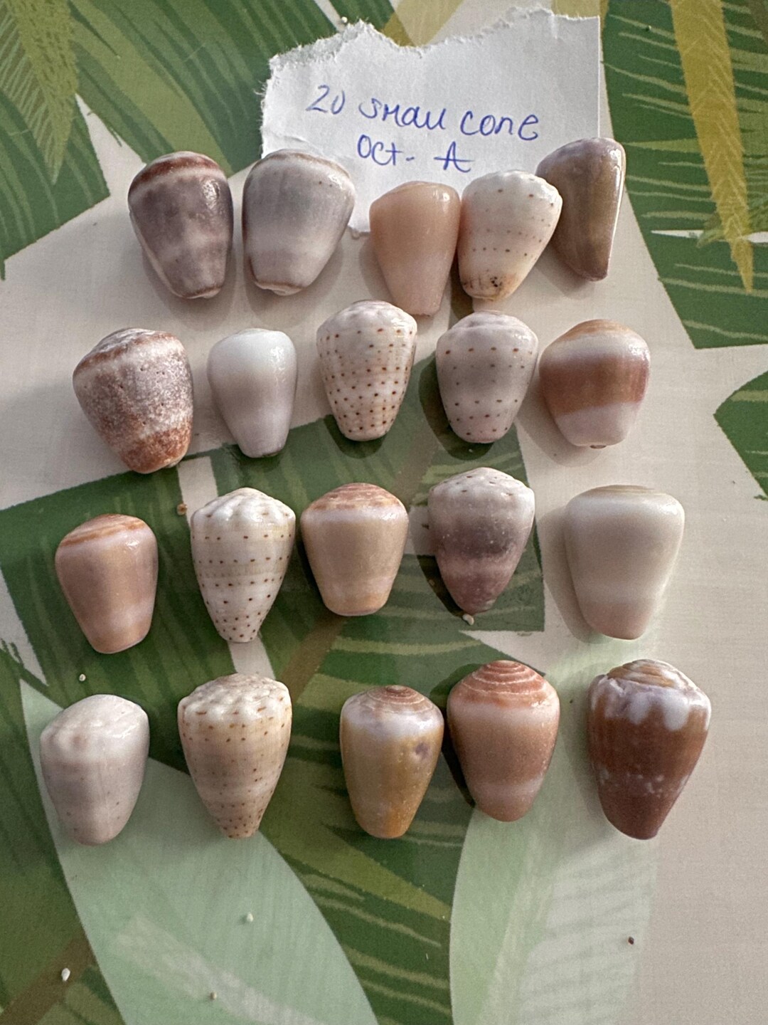 20 Small Hawaiian Cone Shells Loose Bulk for Jewelry Making Bangles ...