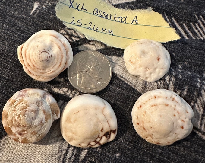 XXL Hawaiian Puka Shells Handpicked North Shore Oahu - Etsy