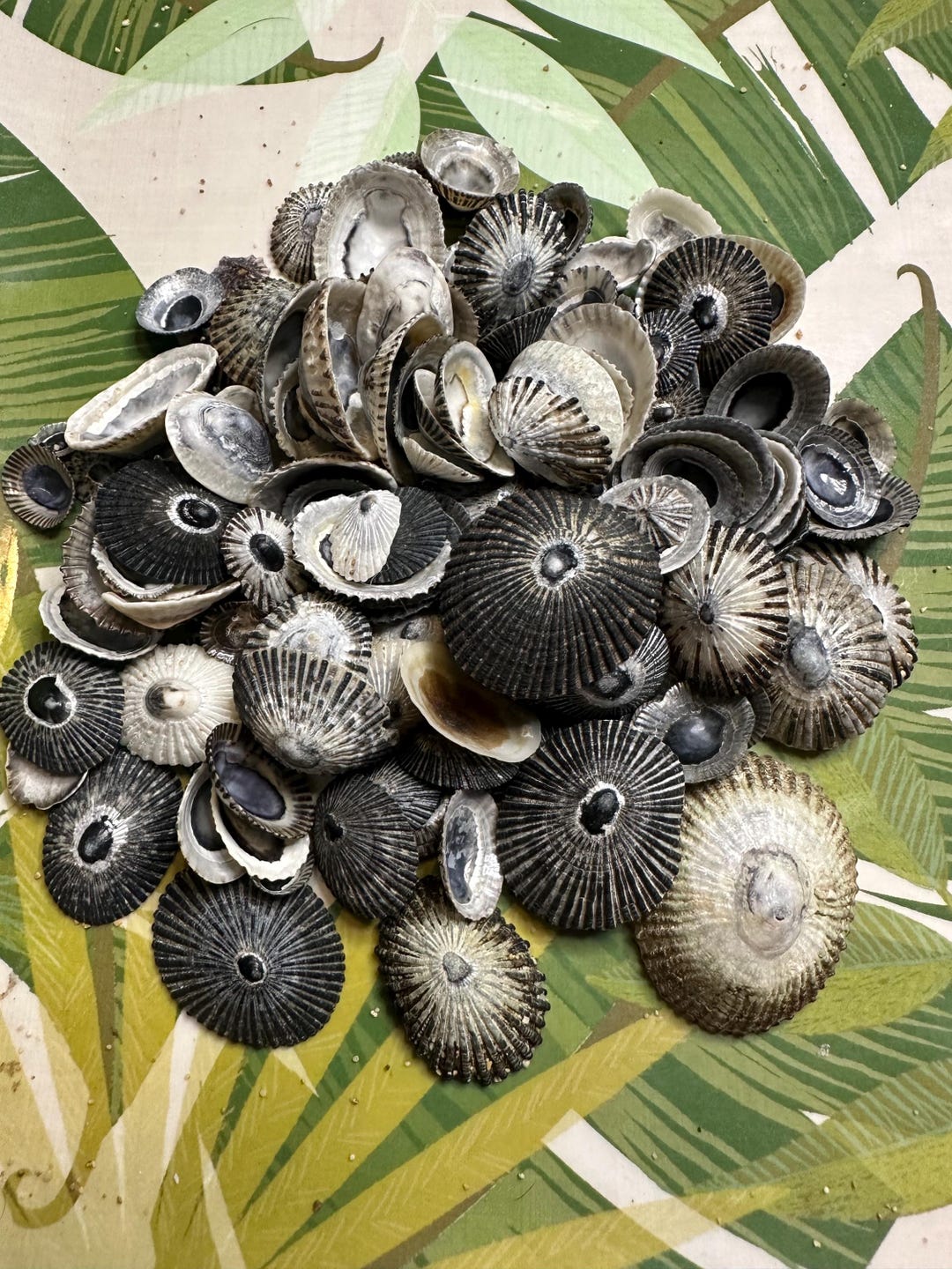 Hawaiian Opihi Shells Handpicked From Oahu Beaches for Jewelry Making ...