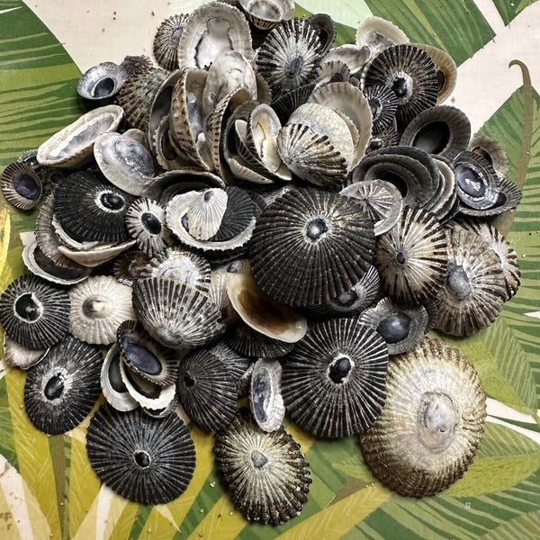 Shells From Hawaii - Etsy