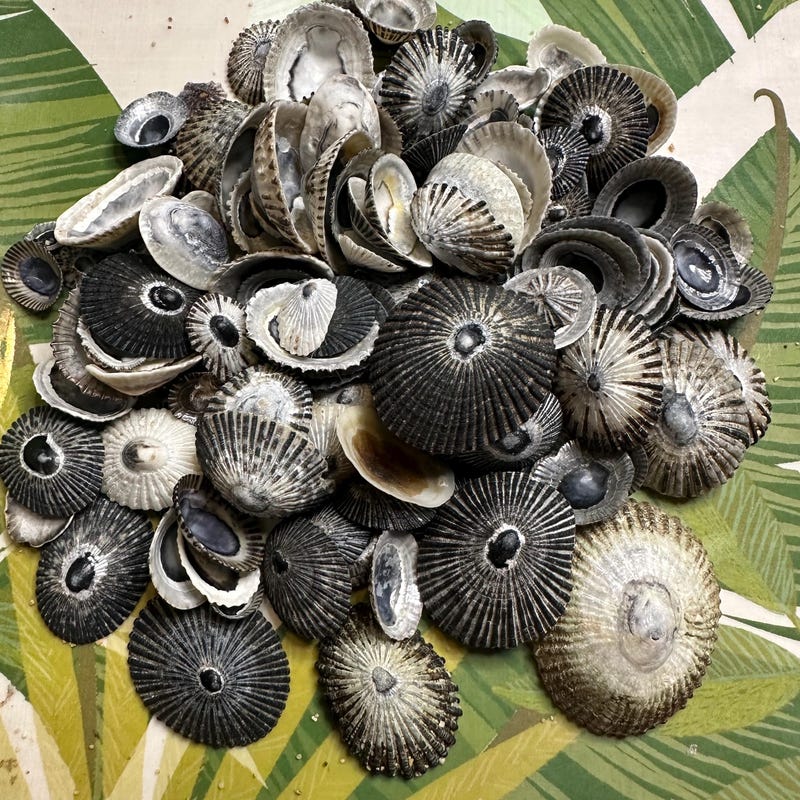 Shells From Hawaii - Etsy