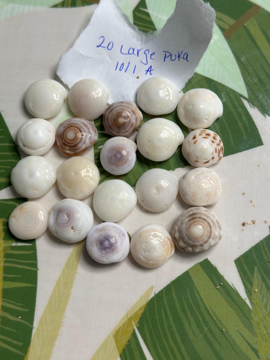 20 Large Hawaii Puka Shells With No Hole Loose Bulk Puka Shells ...