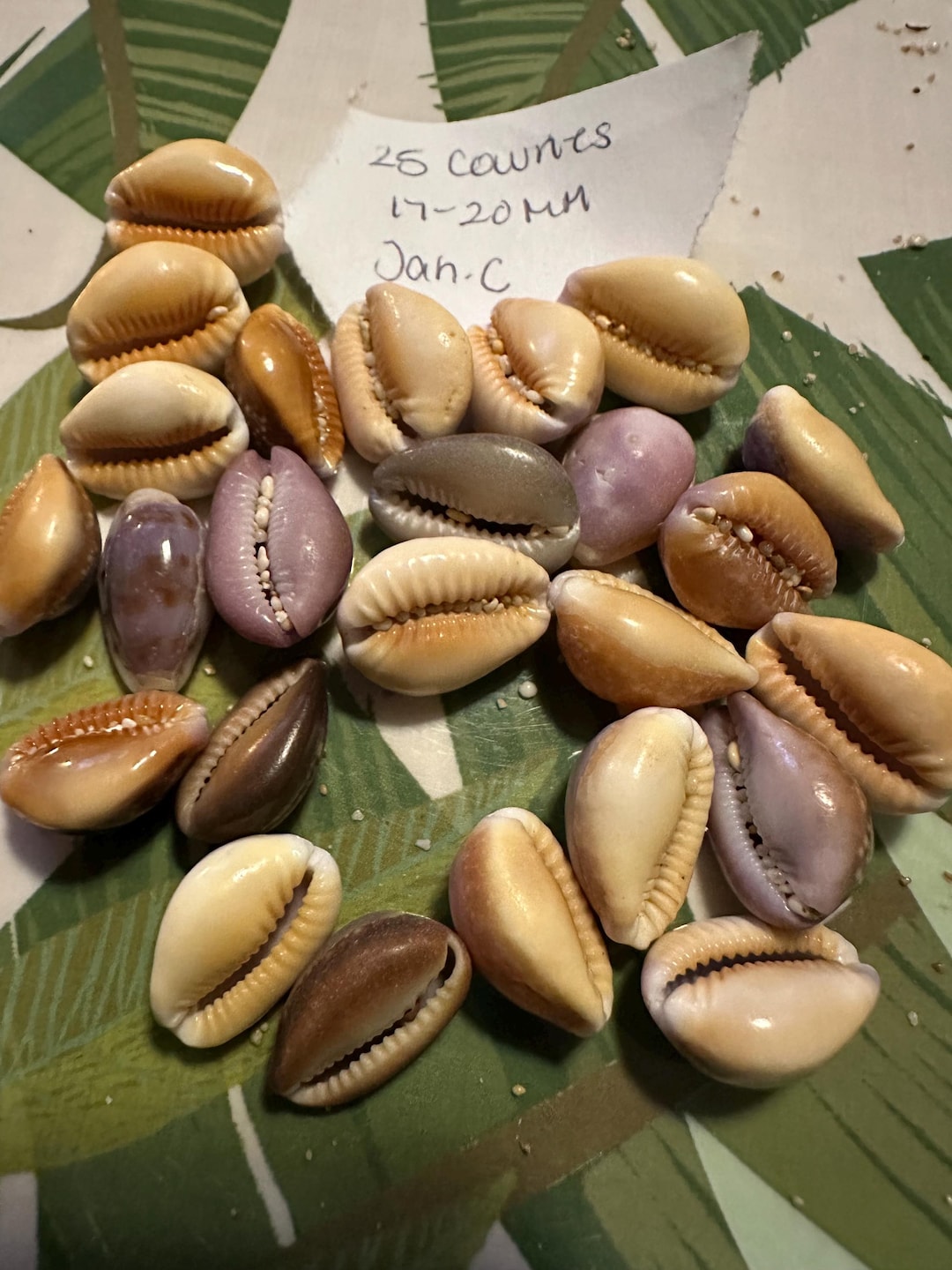 Hawaii Cowrie Shells Handpicked Assorted Cowry Shells From North Shore ...