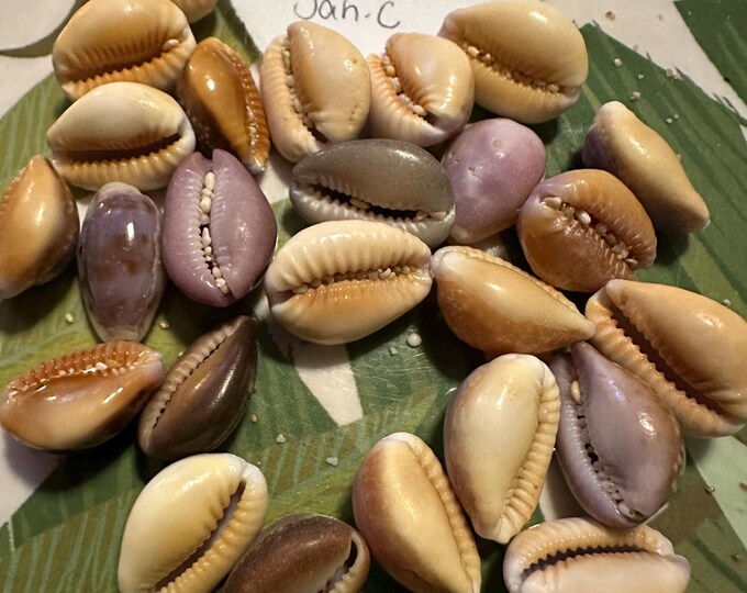 Hawaii Cowrie Shells Handpicked Assorted Cowry Shells From North Shore ...