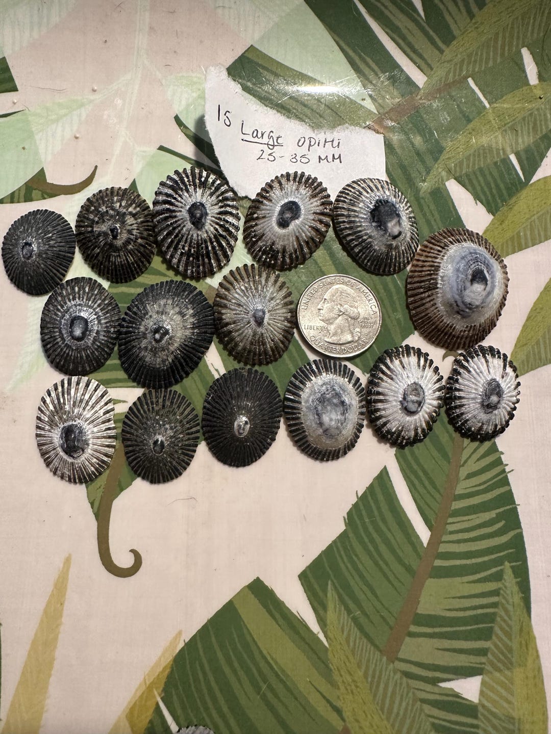 Hawaii Opihi Shells Handpicked From Beach Limpet Seashell North Shore ...