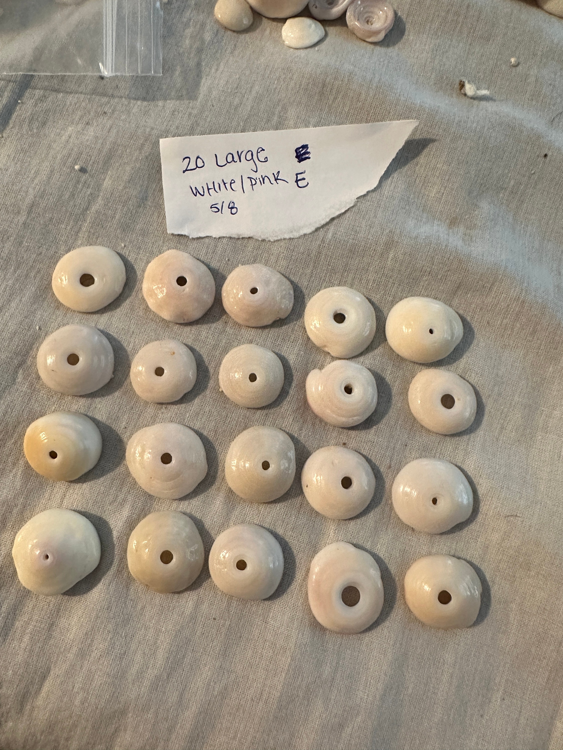 Large Hawaiian Puka Shells With Puka 20 Pack - Etsy