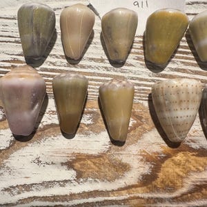 Large Hawaiian Cone Shells Handpicked Natural Authentic Hawaiian Shells ...