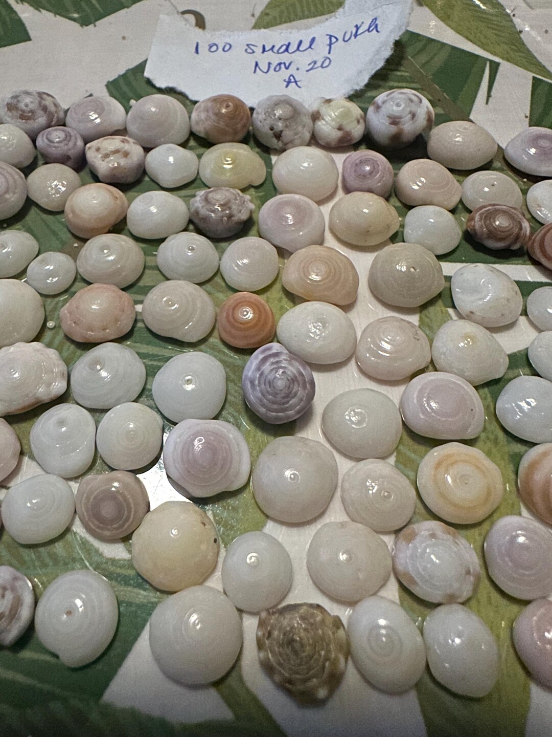 Beautiful Small Hawaiian Puka Shells Bulk Pack 100 Handpicked Hawaiian ...