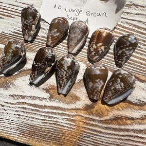 Large Hawaiian Cone Shells Abbreviated Cone Golden Yellow Cat Cone ...