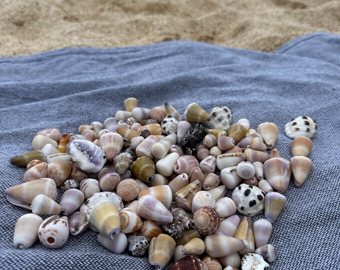 Large Hawaiian Cone Shells Abbreviated Cone Golden Yellow Cat Cone ...