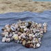 Large Hawaiian Cone Shells Handpicked Natural Authentic Hawaiian Shells ...