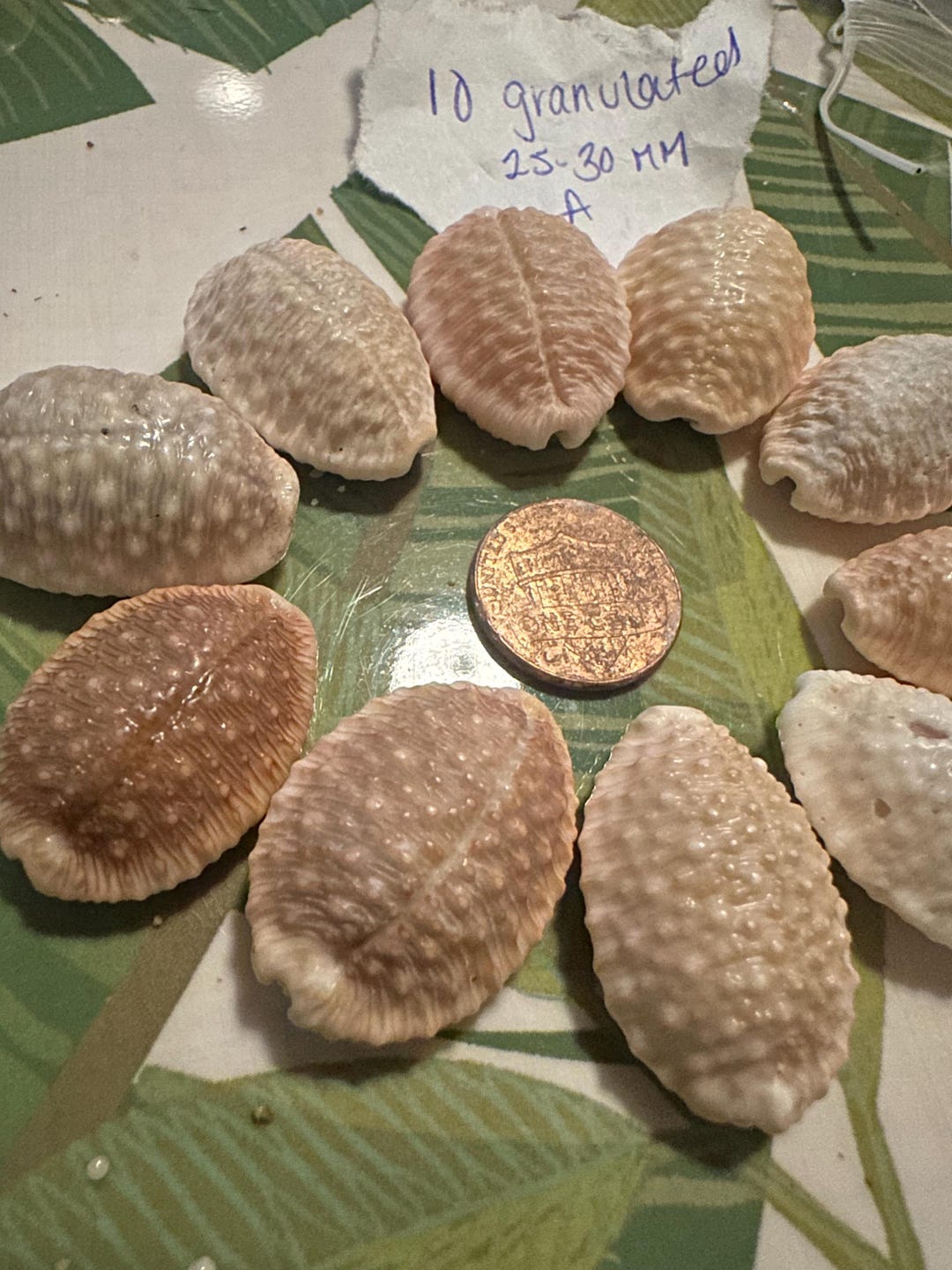 Rare Granulated Cowry Shells Handpicked From Hawaii Beaches Hawaiian ...
