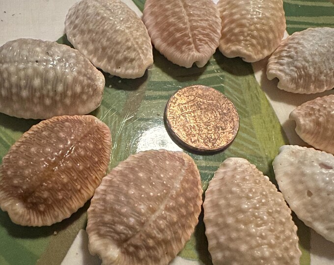 Rare Granulated Cowry Shells Handpicked From Hawaii Beaches Hawaiian ...