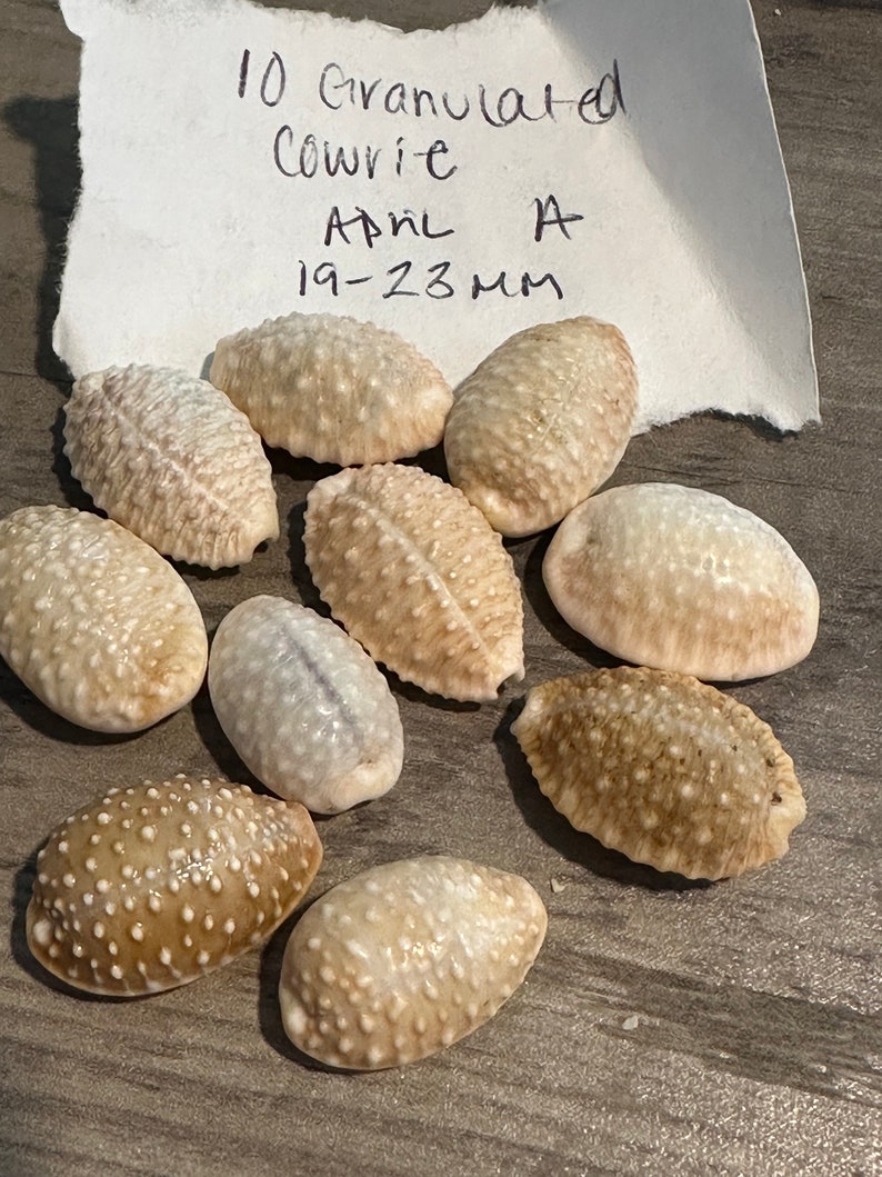 RARE Granulated Hawaii Cowrie Shells Handpicked From Oahu I Beautiful ...