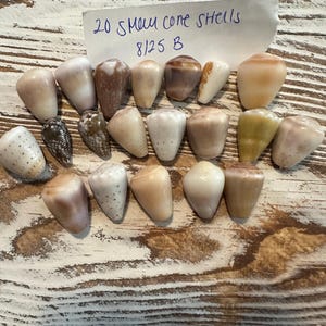 Small Hawaiian Cone Shells Handpicked From Oahu Beaches for Jewelry ...