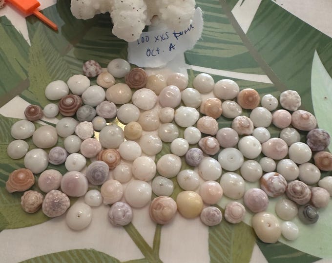 100 XS Hawaiian Puka Shells Handpicked From Hawaii Beaches for Jewelry ...