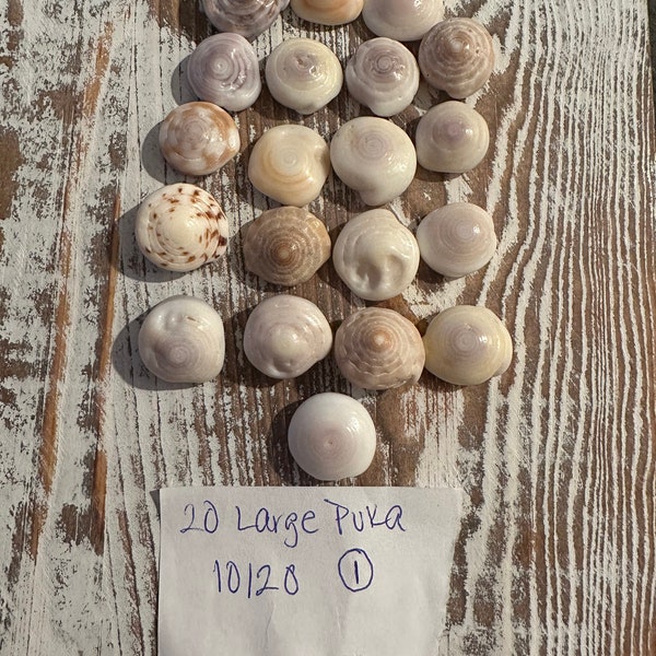 Shells for Sale - Etsy