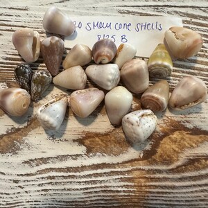 Small Hawaiian Cone Shells Handpicked From Oahu Beaches for Jewelry ...