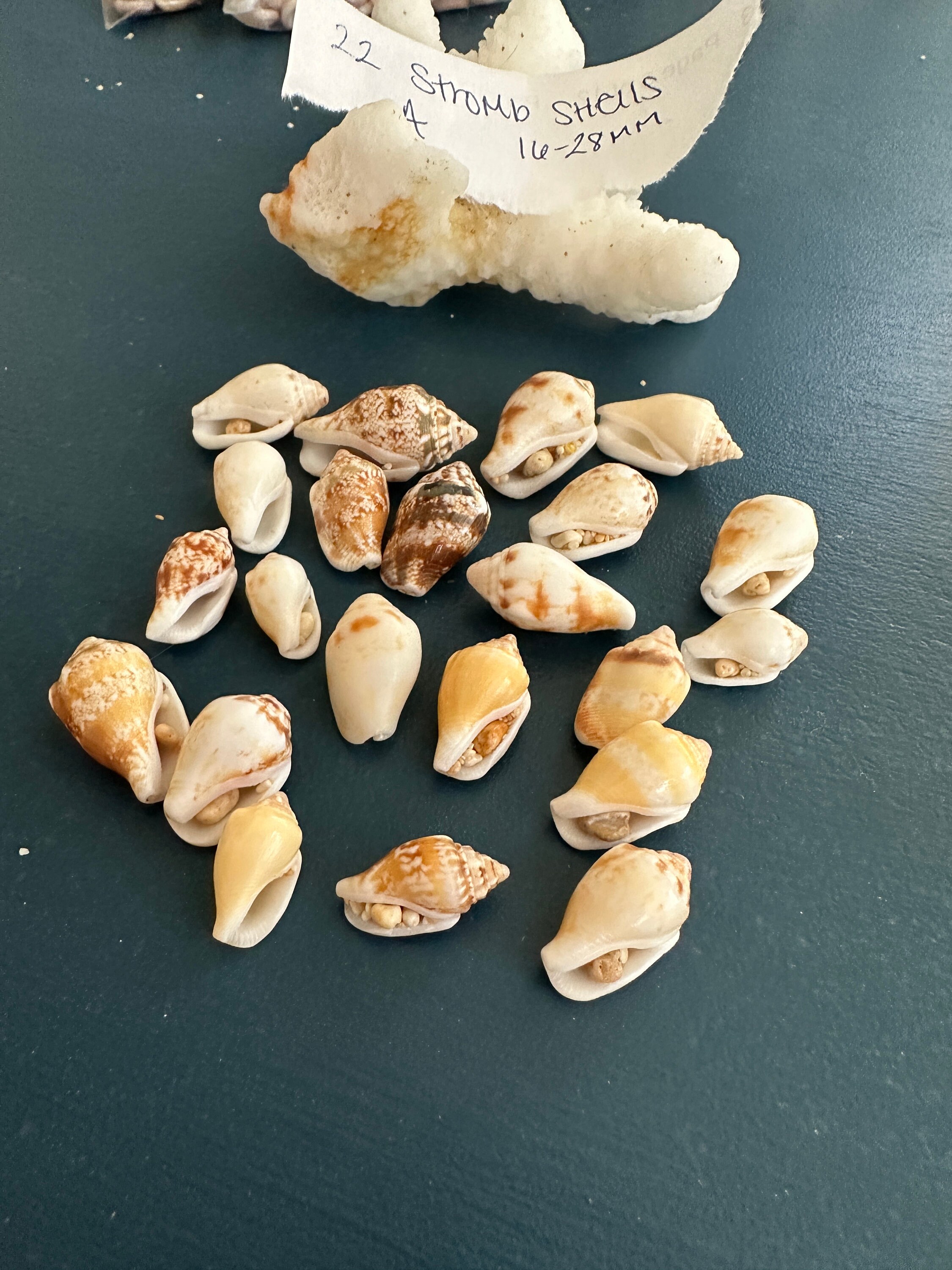 Hawaiian Stromb Shells - Etsy