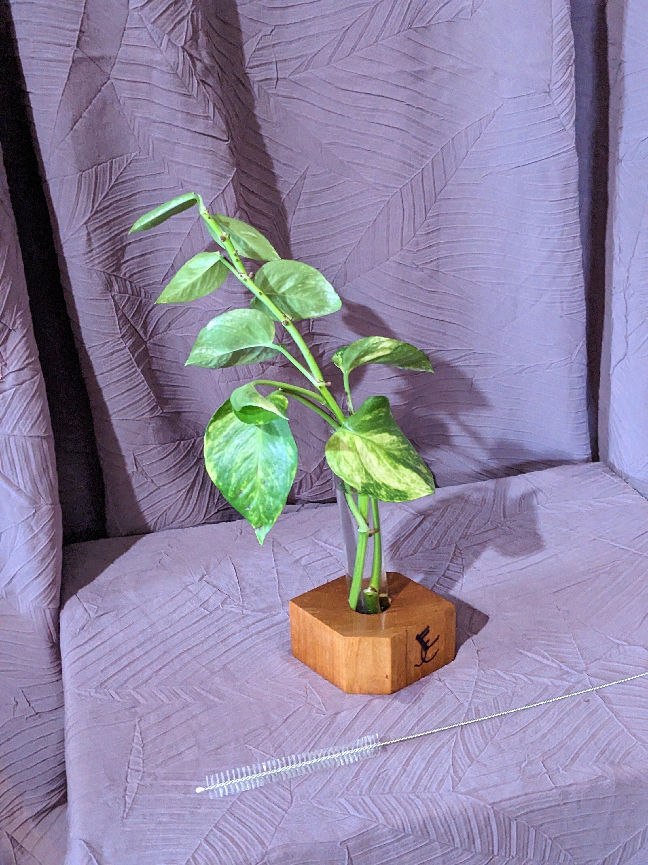 Propagation Tubes and Holders - Etsy