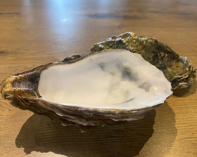 10 Large Oyster Shells, Cleaned & Ready to Use, - Etsy