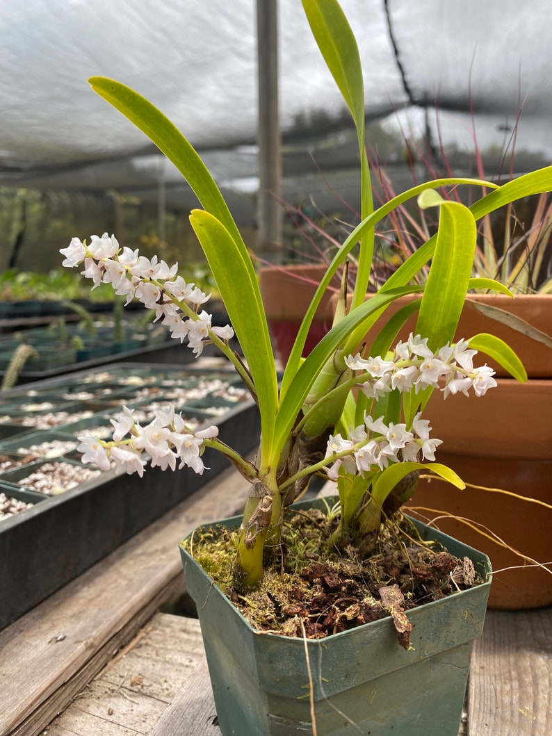 Eria Hyacinthoides, Orchid Species, Dainty White Flowers - Etsy