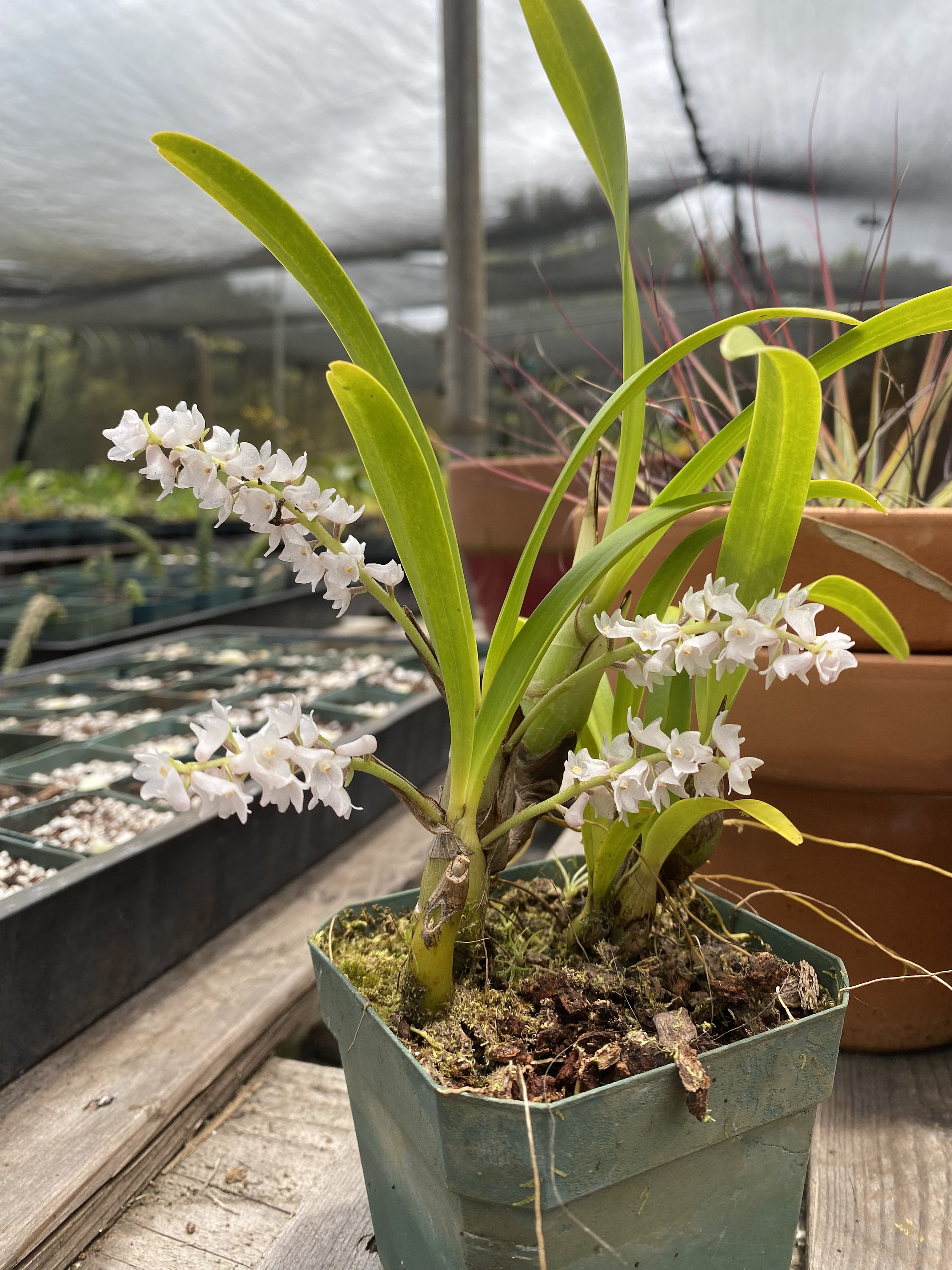 Eria Hyacinthoides, Orchid Species, Dainty White Flowers - Etsy