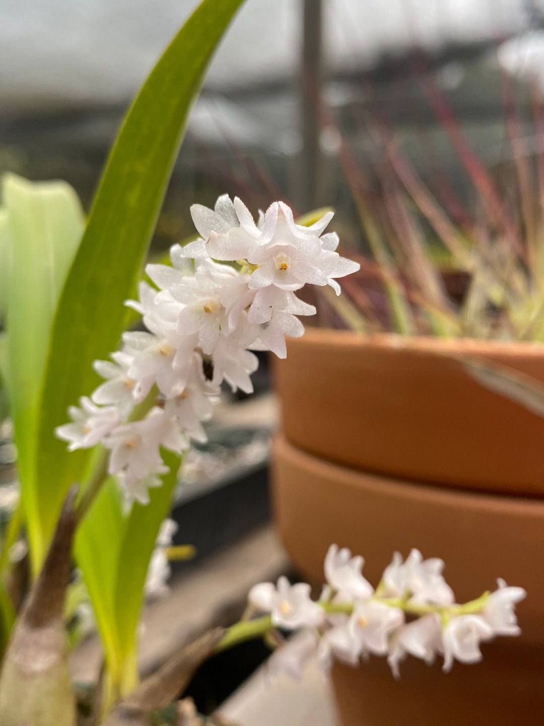 Eria Hyacinthoides, Orchid Species, Dainty White Flowers - Etsy