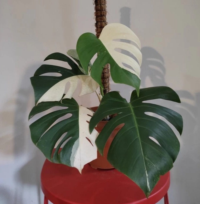 Monstera Half Moon Albo Variegated Aroid House Plants 3 Leaves With ...